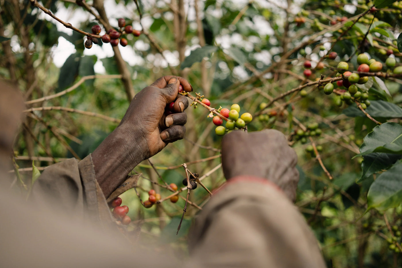 BURUNDI - GITWE (WASHED) – Slide Coffee Roasters